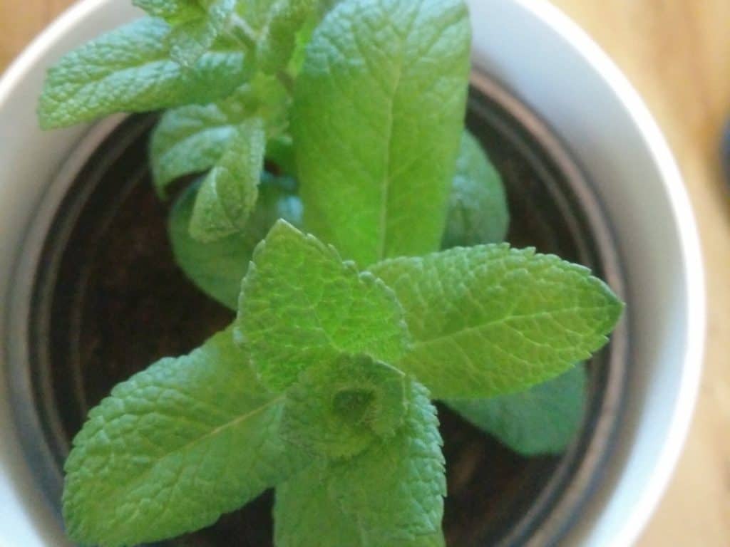 Spearmint Or Peppermint The 4 Differences with Images Your Indoor