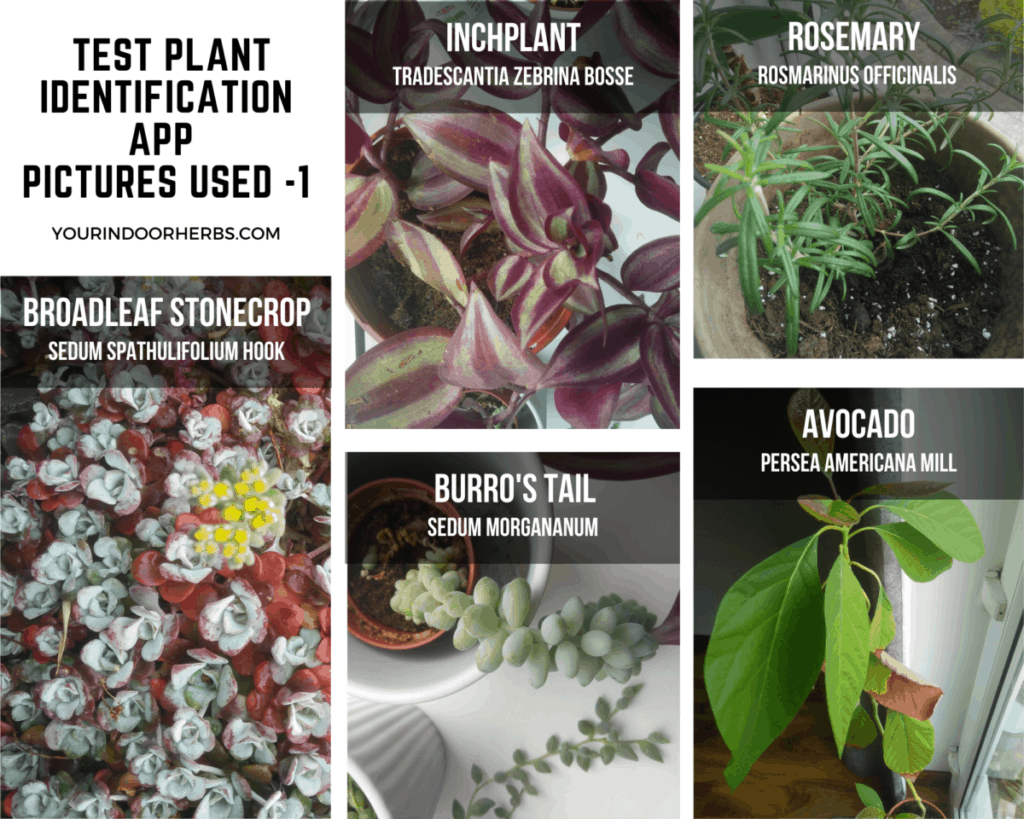 Photo used to test the plant identification apps – part 1
