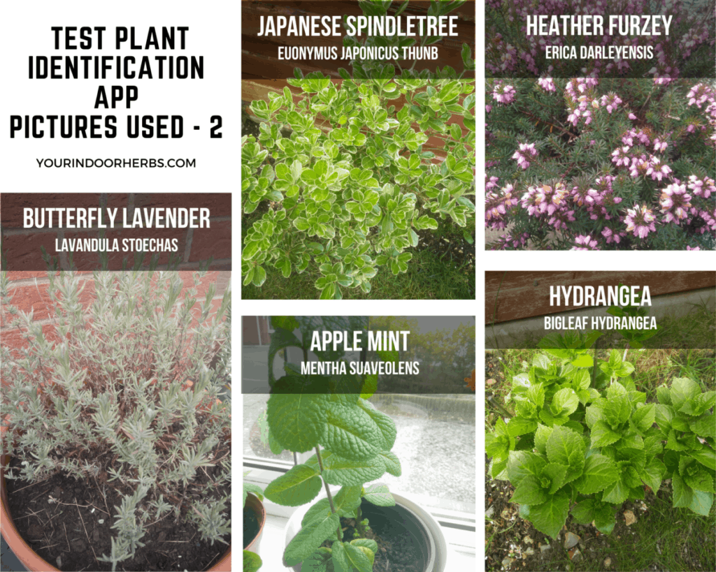 Testing apps for plants identification - Part 2