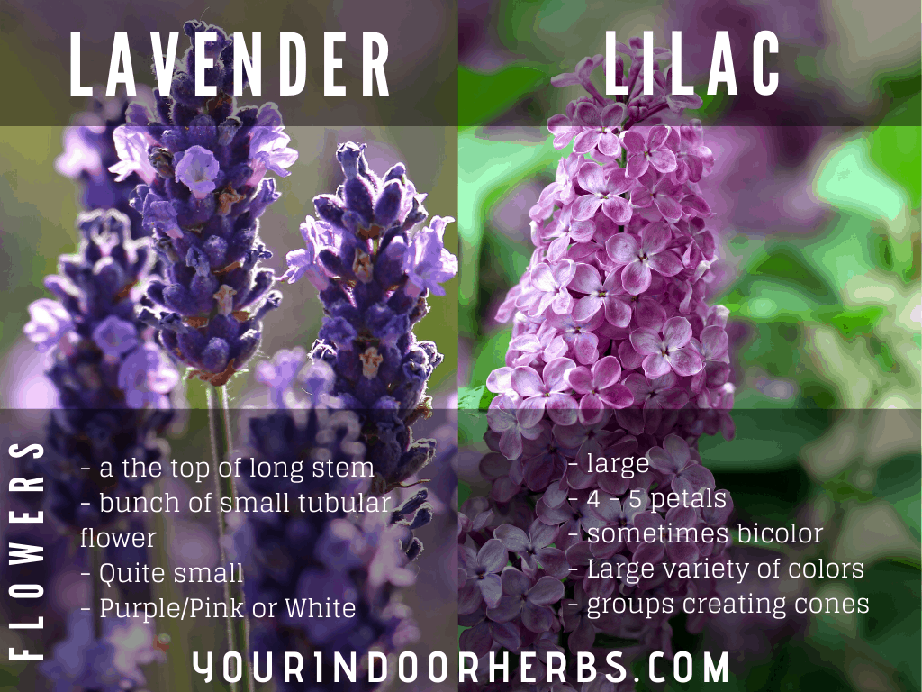 Is Lilac Same As Lavender