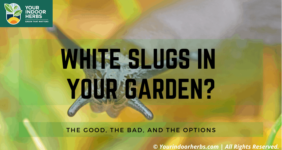 White Slugs in Your Garden? Pros, Cons and How To Remove Them – Your ...